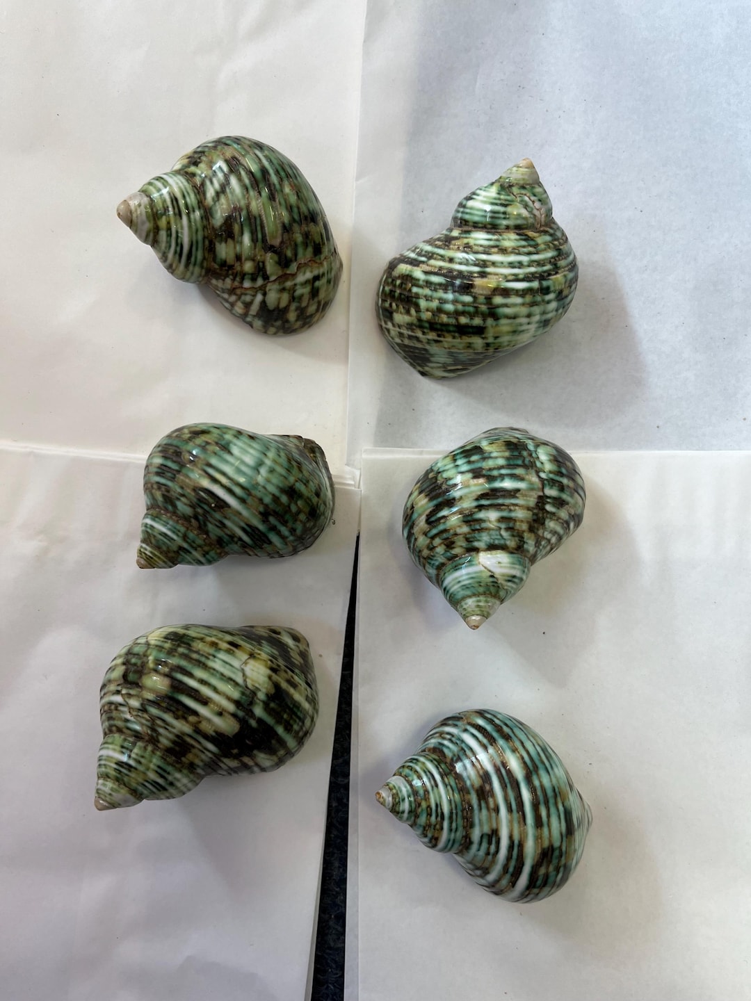 Green Turbo Shell Natural Polished Shell From Philippines Sea Shell ...