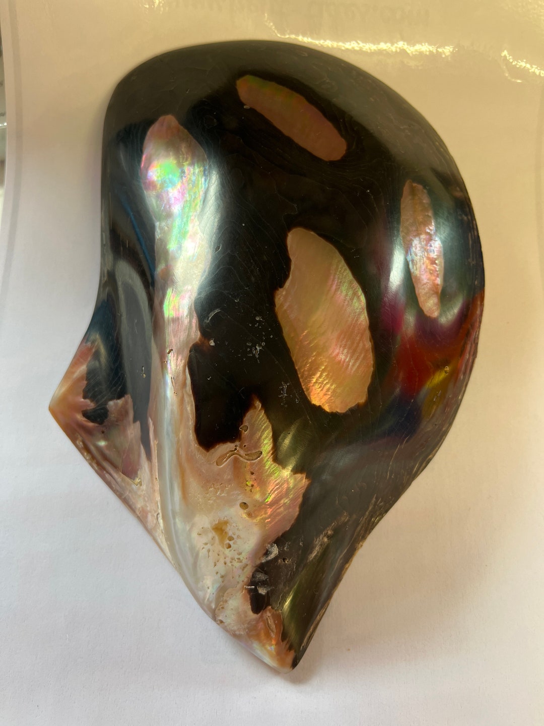 Pen Shell Polished Natural Sea Shell Mother of Pearl Nacre Display - Etsy