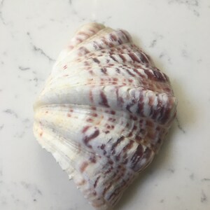 Giant Clam Shell Strawberry Bear Claw Clam Horses Hoof Clam Rare ...
