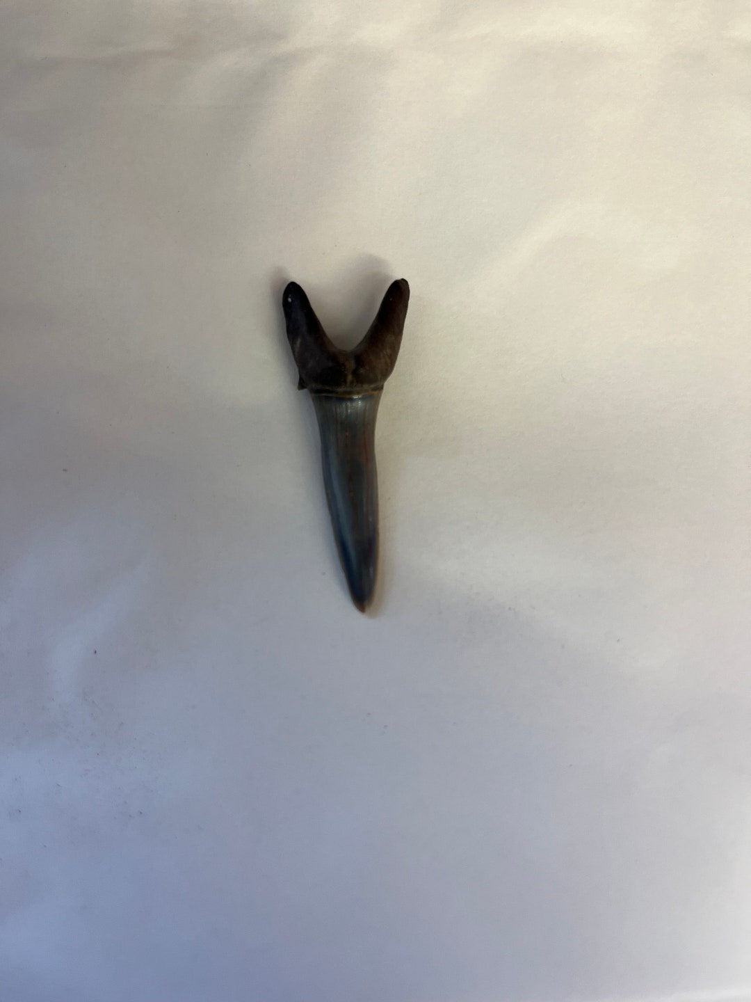 Fossil Shark Tooth Sand Shark Found in Beltinge Kent UK Found ...