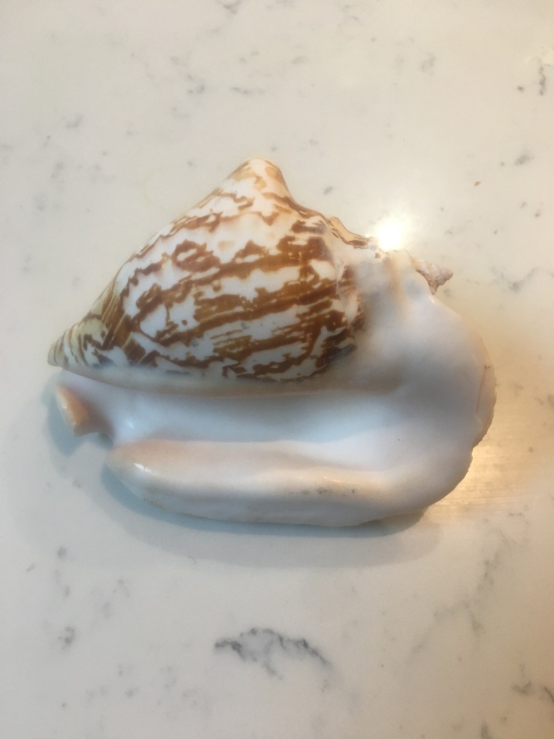 Milk Conch Shell Natural Sea Shell Snail Gastropod Shop Display ...