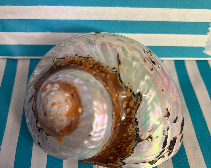 Turbo Marmoratus Shell Giant Green Turban Sea Shell Rare Antique Shell ...