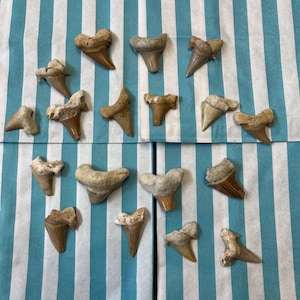 Fossil Shark Tooth Otodus Obliqques 3/4 Fossil Shark Tooth Makeral ...