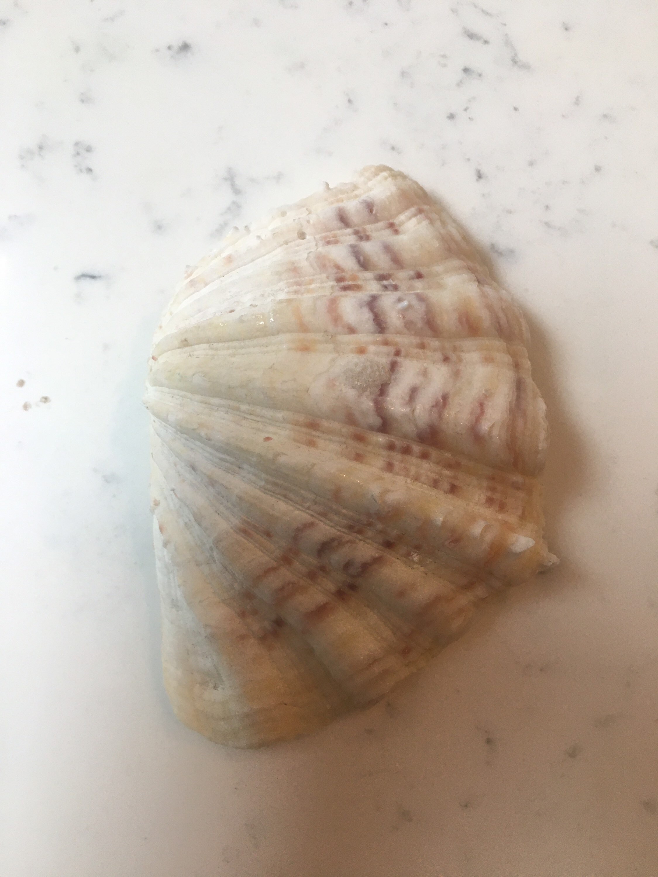 Giant Clam Shell Strawberry Bear Claw Clam Horses Hoof Clam - Etsy