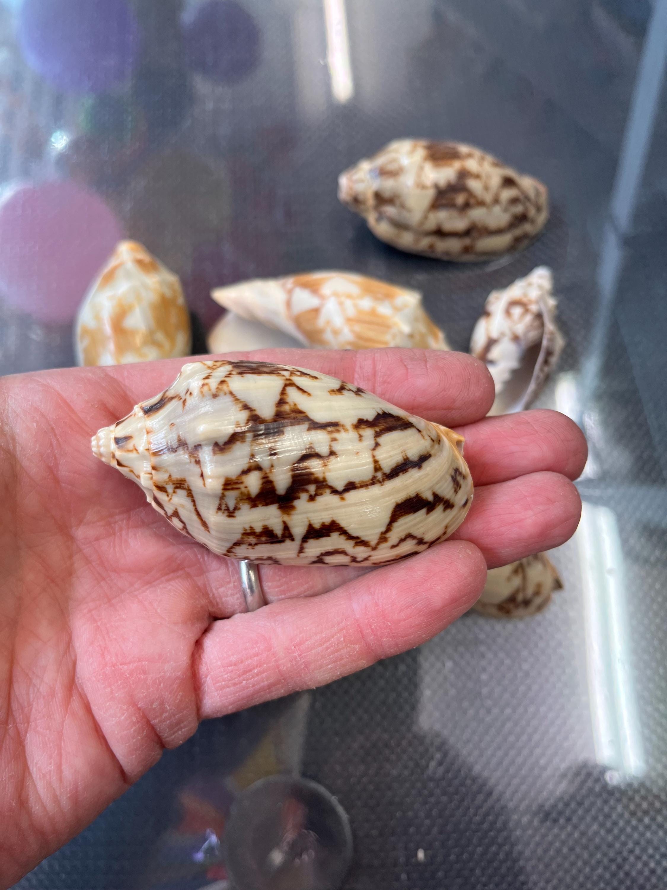 Bat Wing Volute Shell Cymbiola Vespertilio Natural Sea Shell From ...