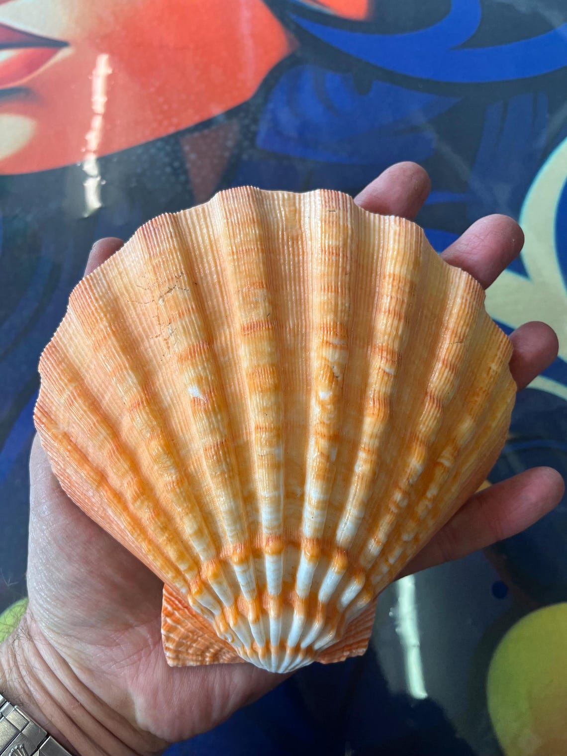 Lions Paw Scallop Shell Giant Sea Shell Mollusc Natural Orange Shell ...
