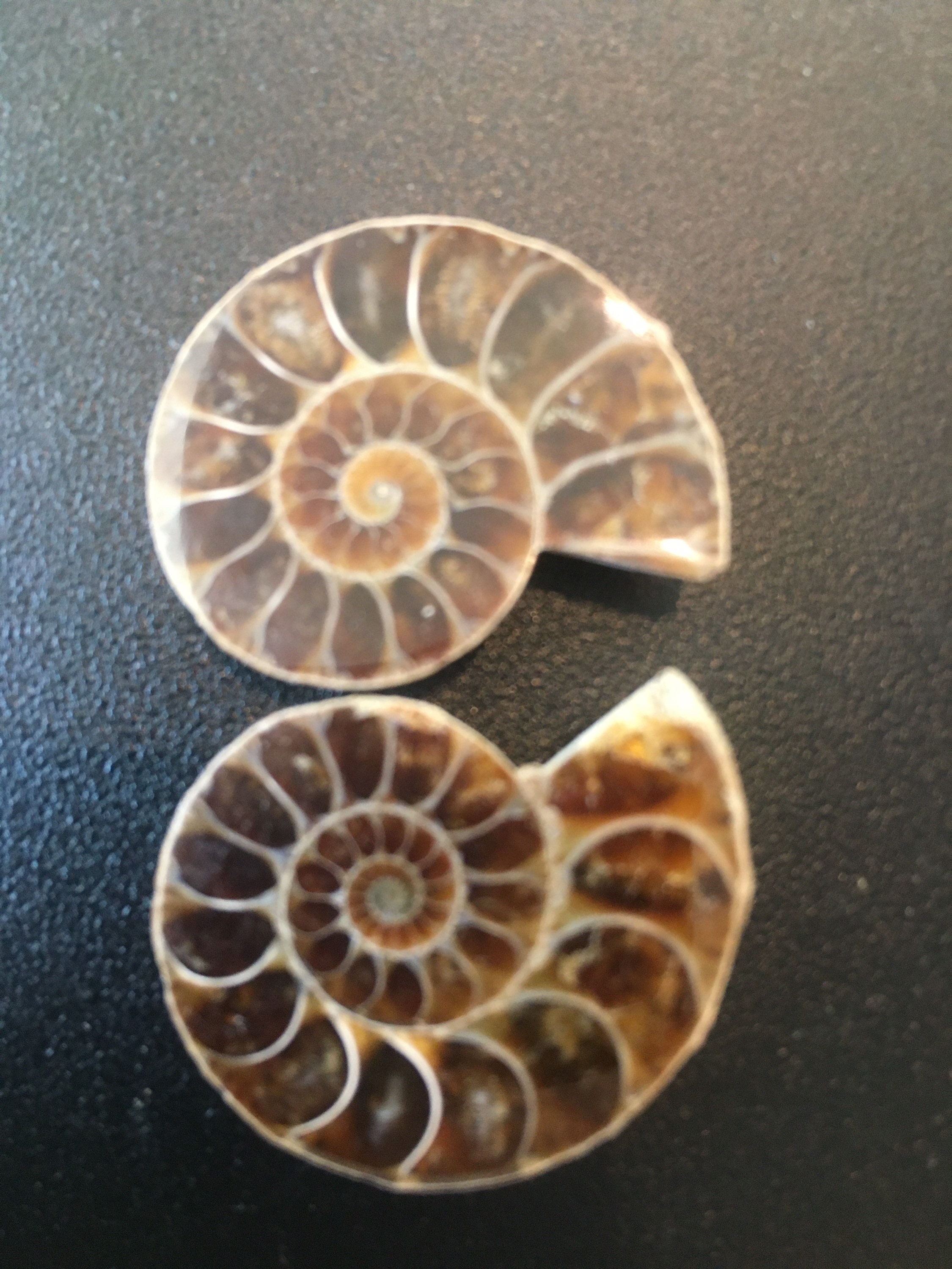 Ammonite Fossil Polished Half Specimen Pairs Conch Shell - Etsy