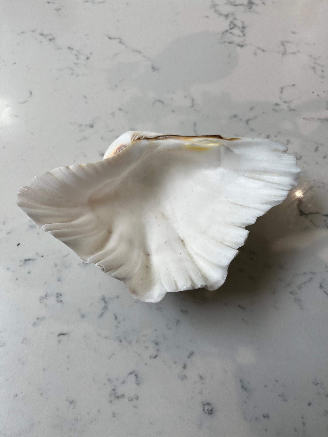 Giant Clam Shell Strawberry Bear Claw Clam Horses Hoof Clam Natural ...