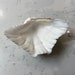 Bat Wing Volute Shell Cymbiola Vespertilio Natural Sea Shell From ...