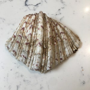 Giant Clam Shell Strawberry Bear Claw Clam Horses Hoof Clam Rare ...