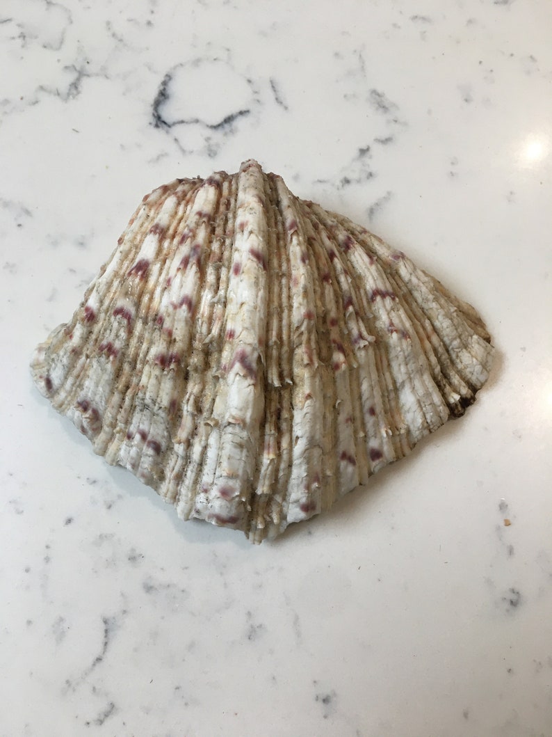 Giant Clam Shell Strawberry Bear Claw Clam Horses Hoof Clam Rare ...