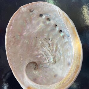 Red Abalone Shell Natural Stunning Red Orange Raw Sea Shell Haliotis ...