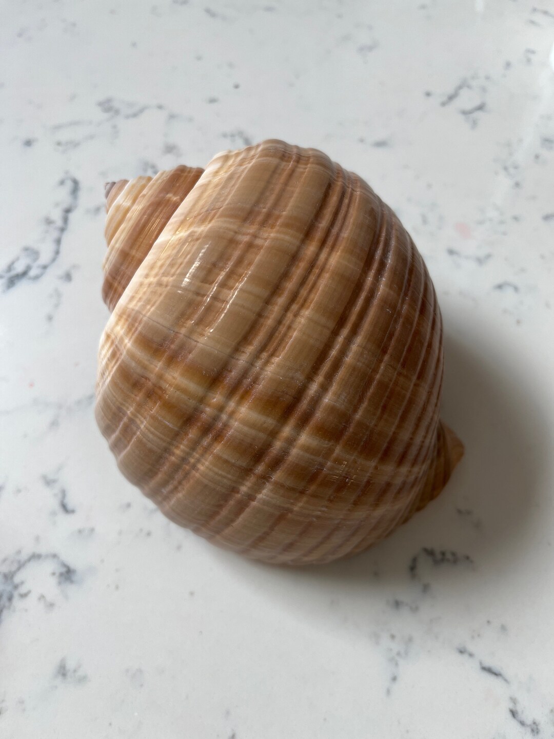 Tonna Shell Giant Tun Shell Tonna Galea Large Natural Sea Shell Sea ...