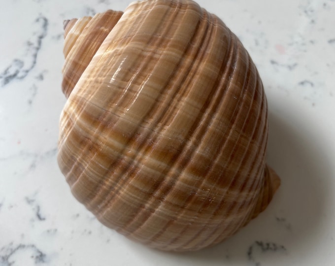 Tonna Shell Giant Tun Shell Tonna Galea Large Natural Sea Shell Sea ...