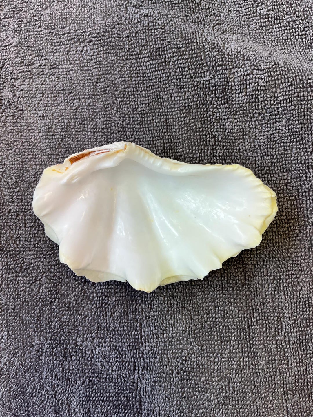 Giant Clam Sea Shell Fluted Clam Tridacna Squamosa Trinket Dish Display ...