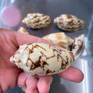 Bat Wing Volute Shell Cymbiola Vespertilio Natural Sea Shell From ...