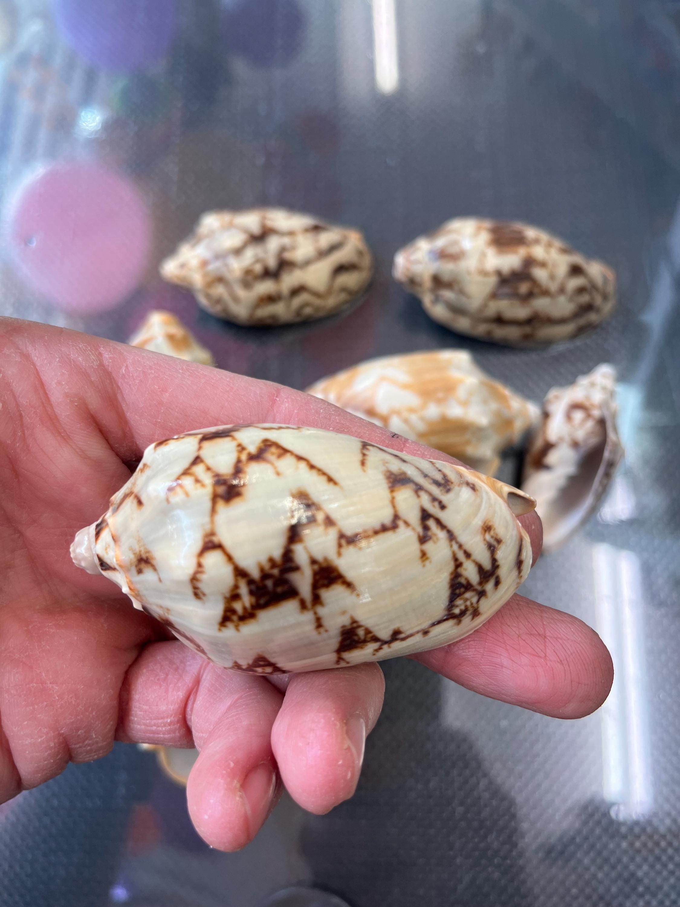 Bat Wing Volute Shell Cymbiola Vespertilio Natural Sea Shell From ...