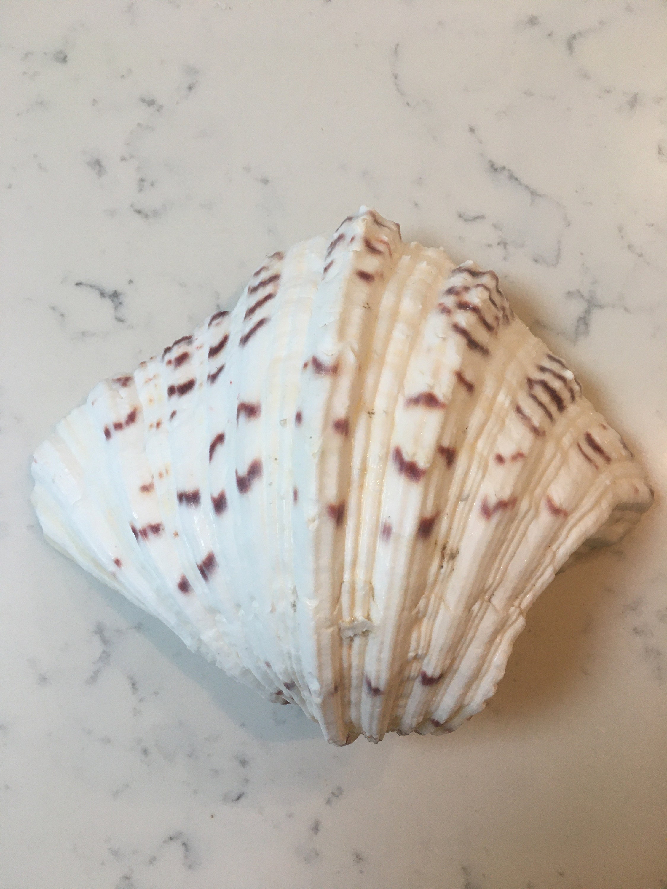 Giant Clam Shell Strawberry Bear Claw Clam Horses Hoof Clam - Etsy