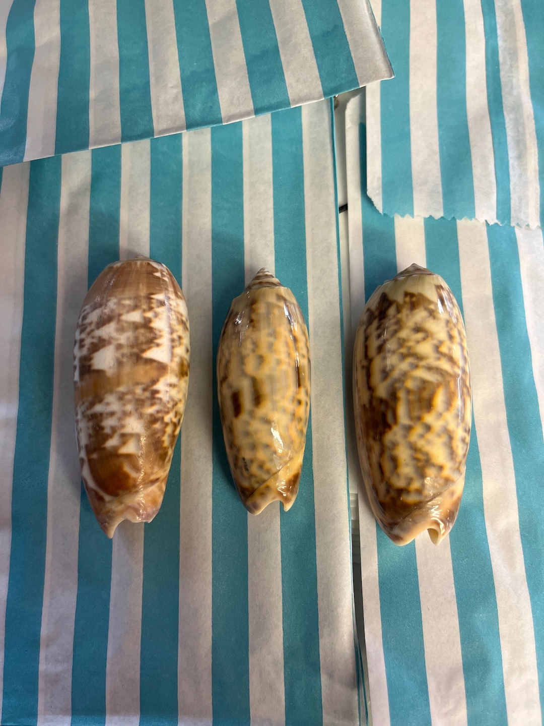 Lettered Olive Shell Oliva Sayana Natural Polished Sea Shell From ...