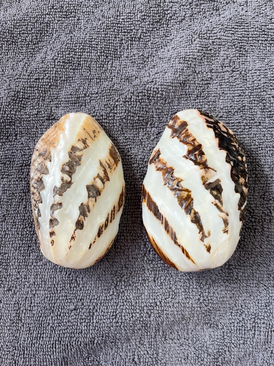 Frog Mussel Shell Natural Banded Black and White Polished Sea Shell ...