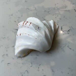 Giant Clam Shell Strawberry Bear Claw Clam Horses Hoof Clam Natural ...