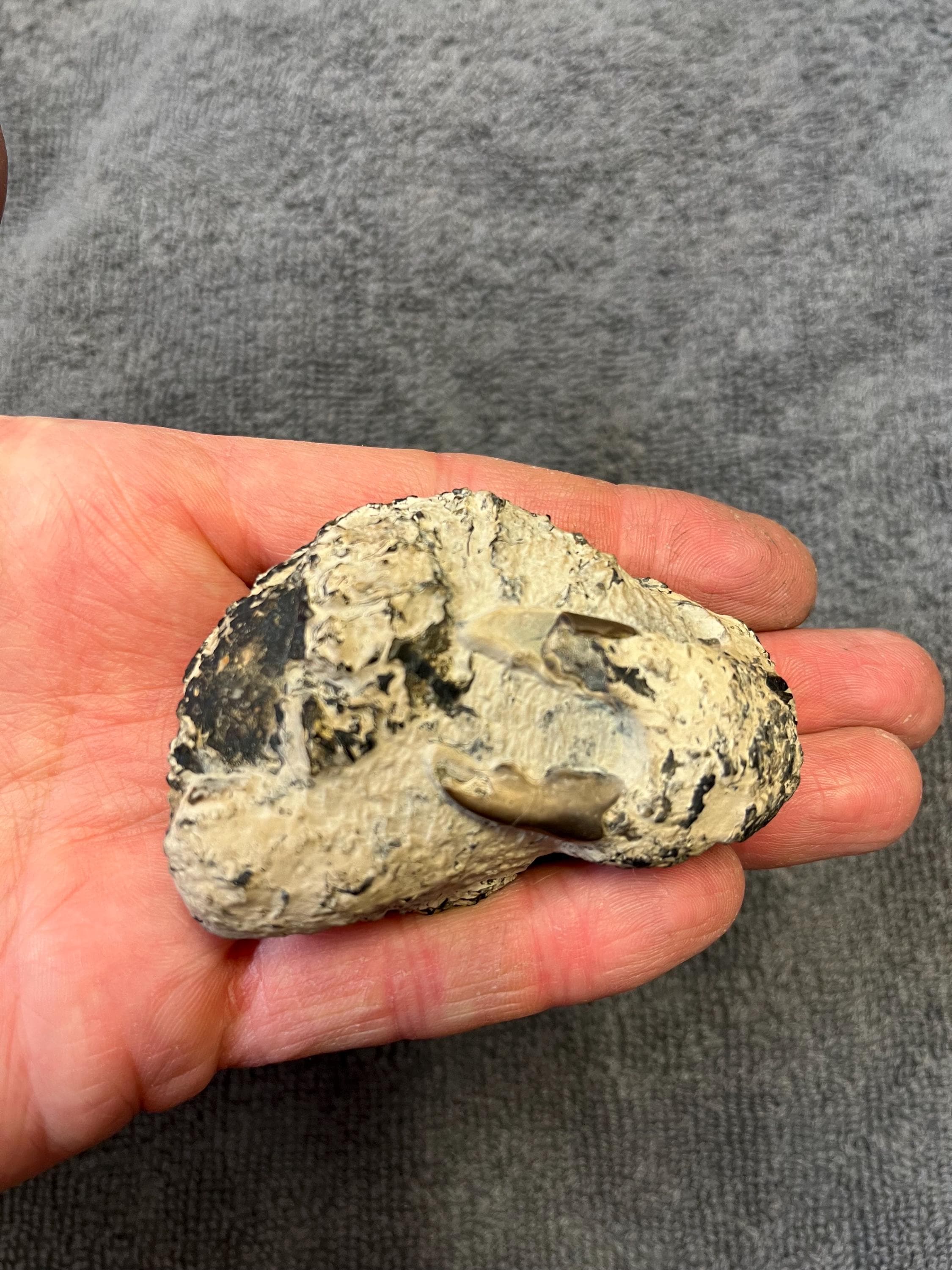 Fossil Crab Zanthopsis Leachi Found in UK Isle of Sheppey Kent UK ...