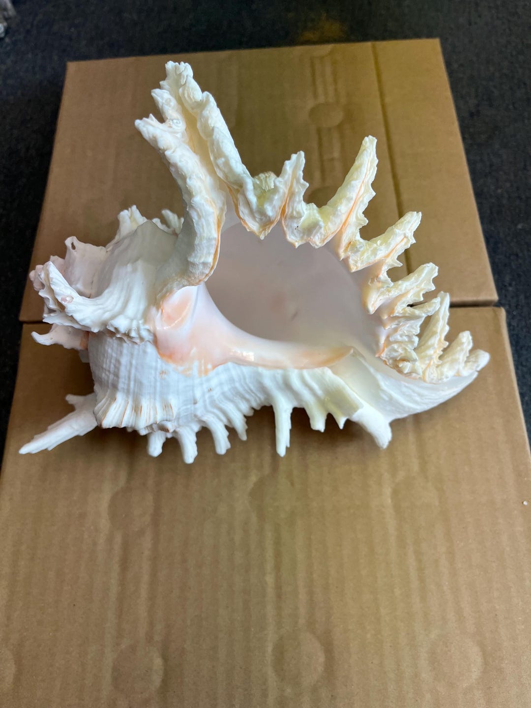 White Murex Shell Extra Large Sea Shell Cleaned From Philippines ...