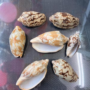 Bat Wing Volute Shell Cymbiola Vespertilio Natural Sea Shell From ...