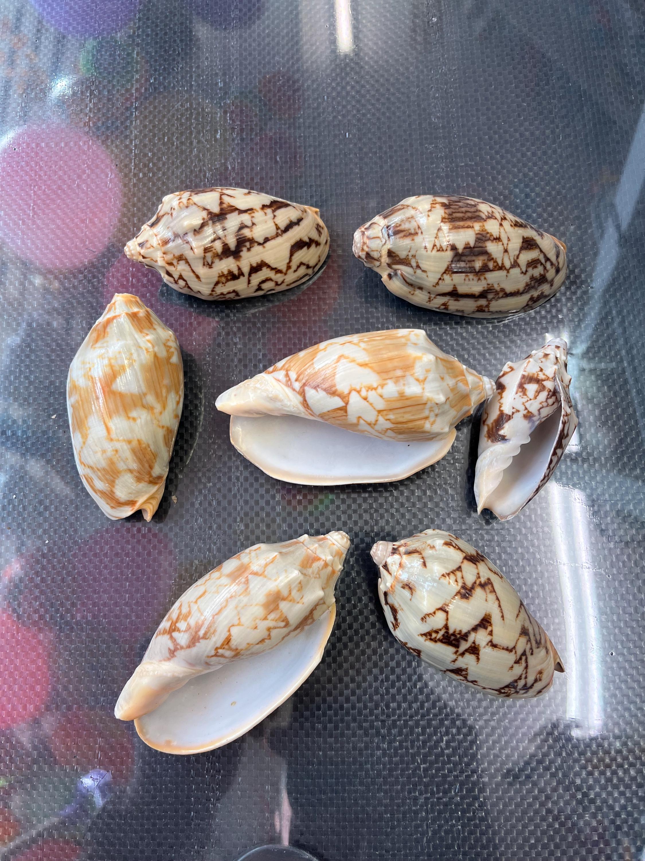 Bat Wing Volute Shell Cymbiola Vespertilio Natural Sea Shell From ...