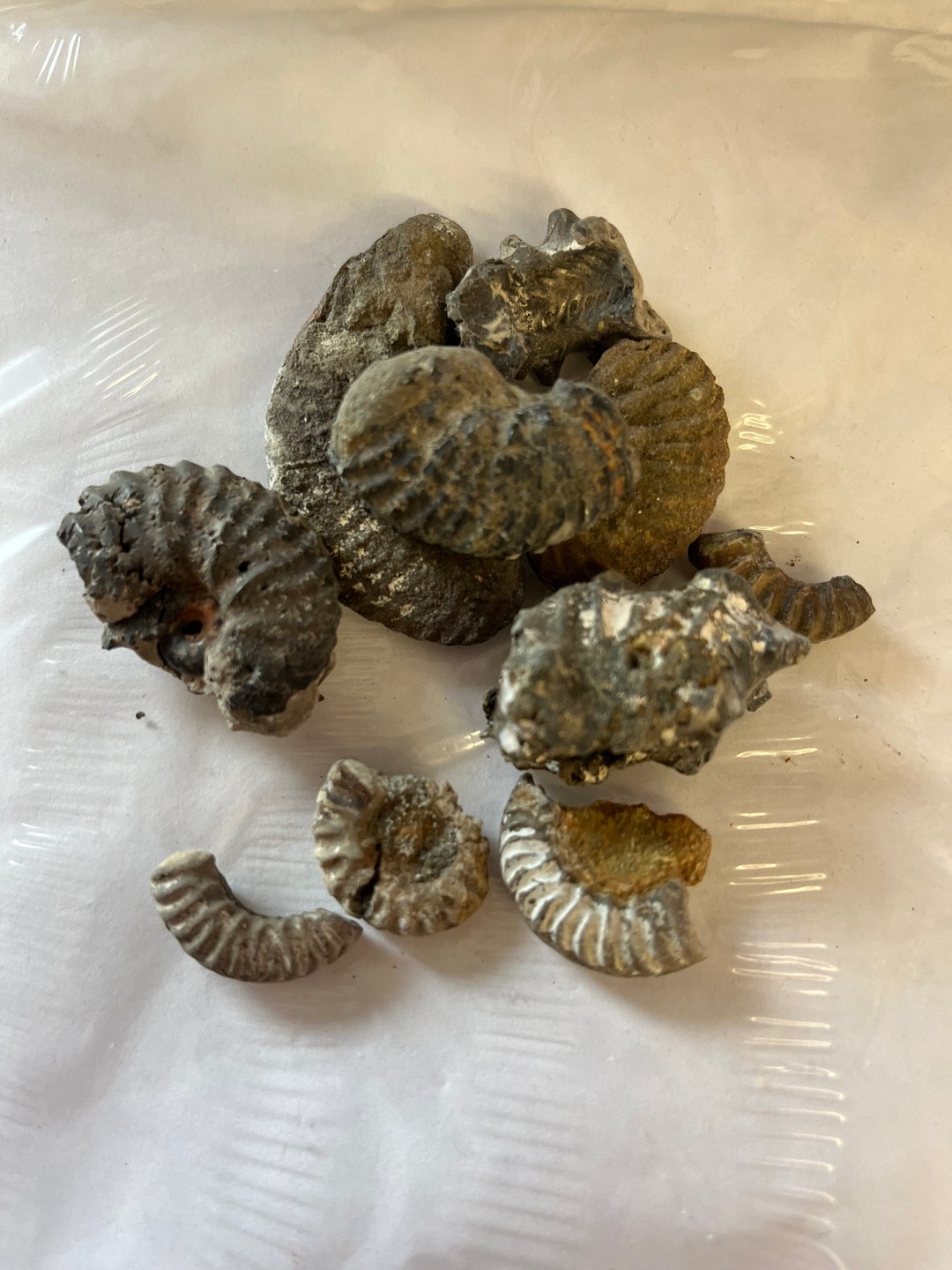 Fossil Ammonite Pieces Found Isle of Sheppey and Folkestone Kent UK ...