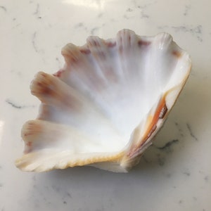 Giant Clam Shell Strawberry Bear Claw Clam Horses Hoof Clam Rare ...