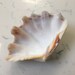 Giant Clam Shell Strawberry Bear Claw Clam Horses Hoof Clam Rare ...