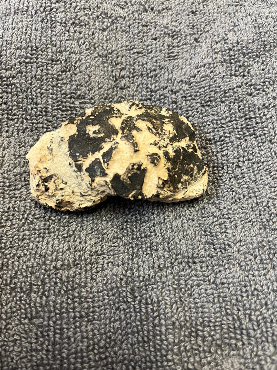 Fossil Crab Zanthopsis Leachi Found in UK Isle of Sheppey Kent UK ...