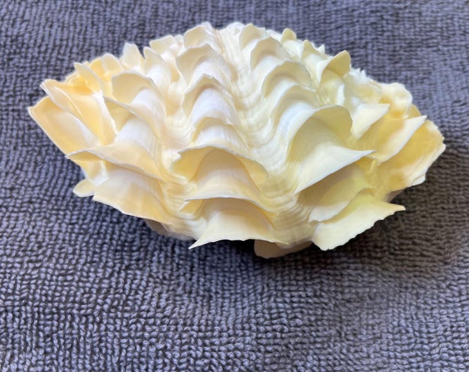 Giant Clam Sea Shell Complete Pair Fluted Clam Trinket Dish Display ...