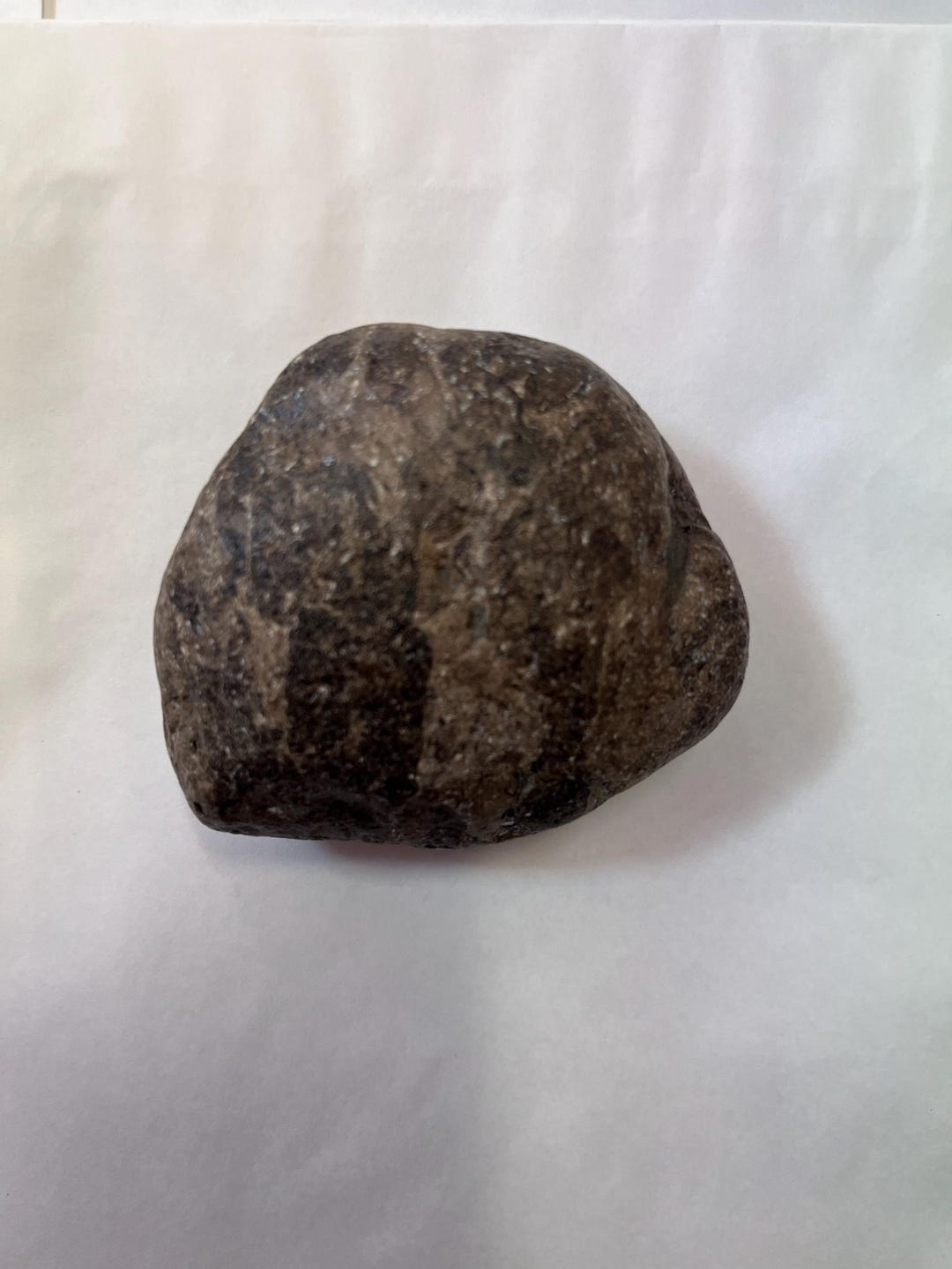 Ichthyosaur Coprolite Fossil Poo From Marine Reprile Ichthyosaur or ...