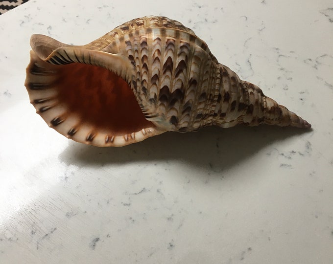 Trumpet Triton Shell Charonia Tritonis Rare Antique Sea Shell Giant ...