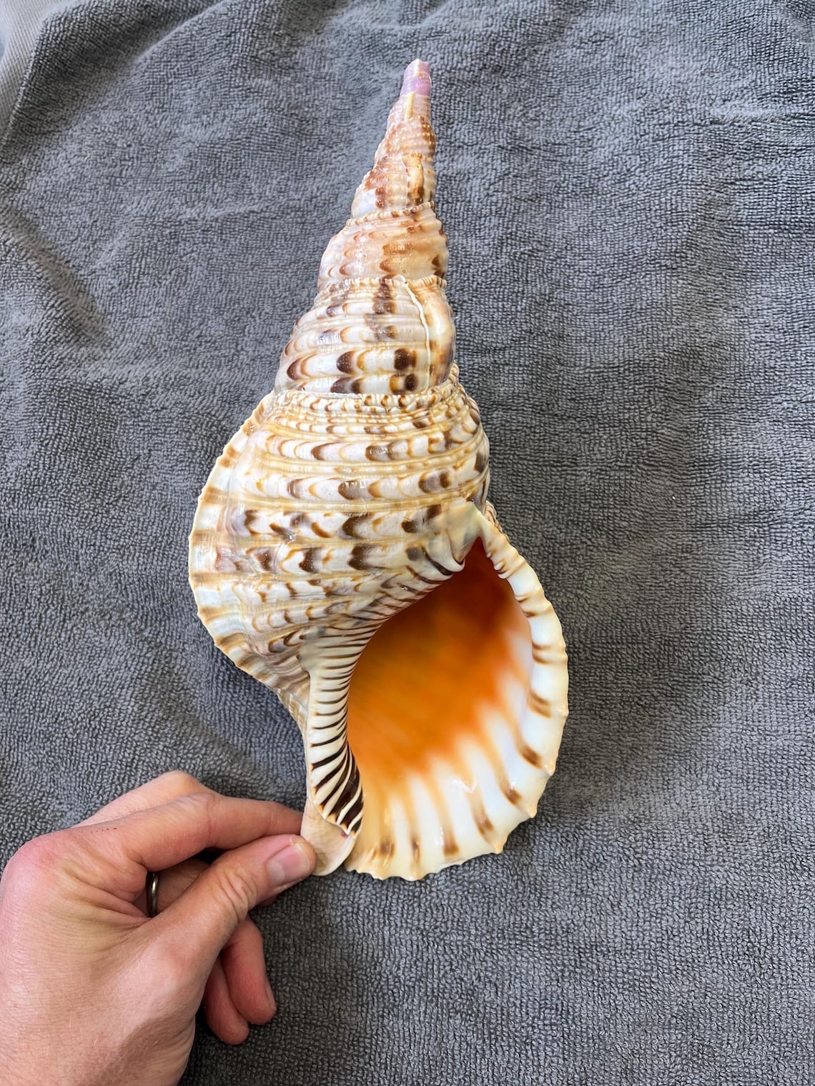 Trumpet Triton Shell Charonia Tritonis Natural Rare Antique Sea Shell ...