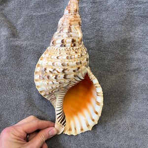 Trumpet Triton Shell Charonia Tritonis Natural Rare Antique Sea Shell ...