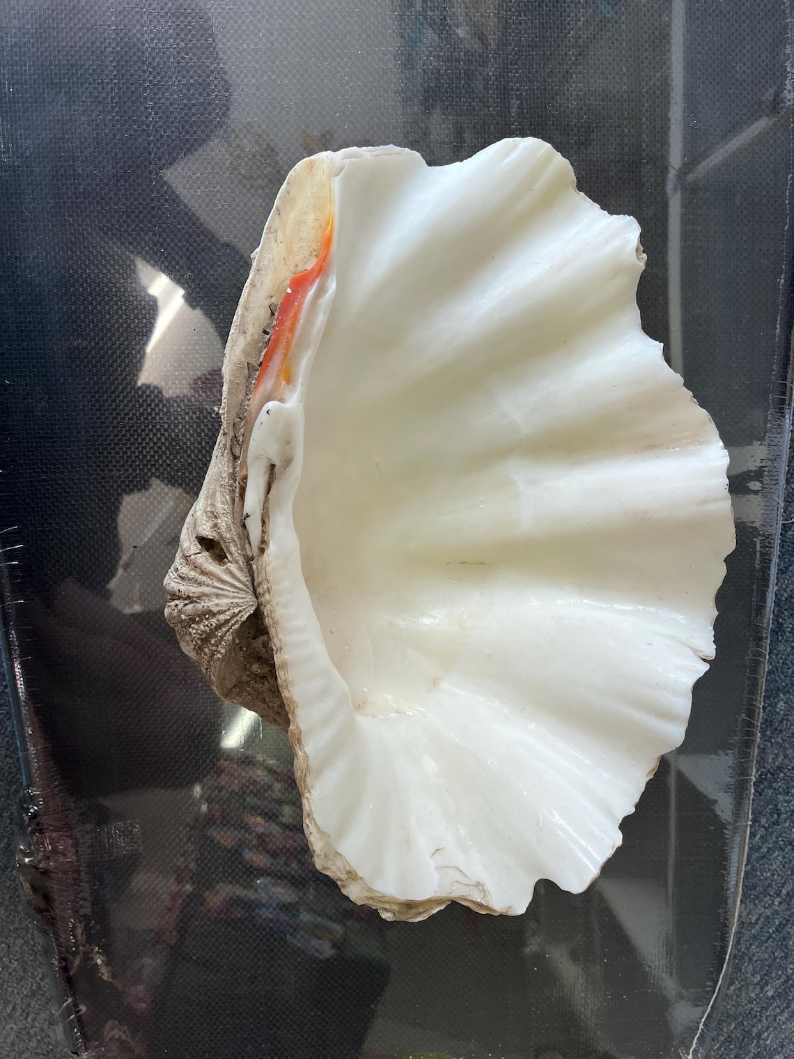 Giant Clam Shell Real Sea Shell Rare Strawberry Bear Claw Clam Horses ...