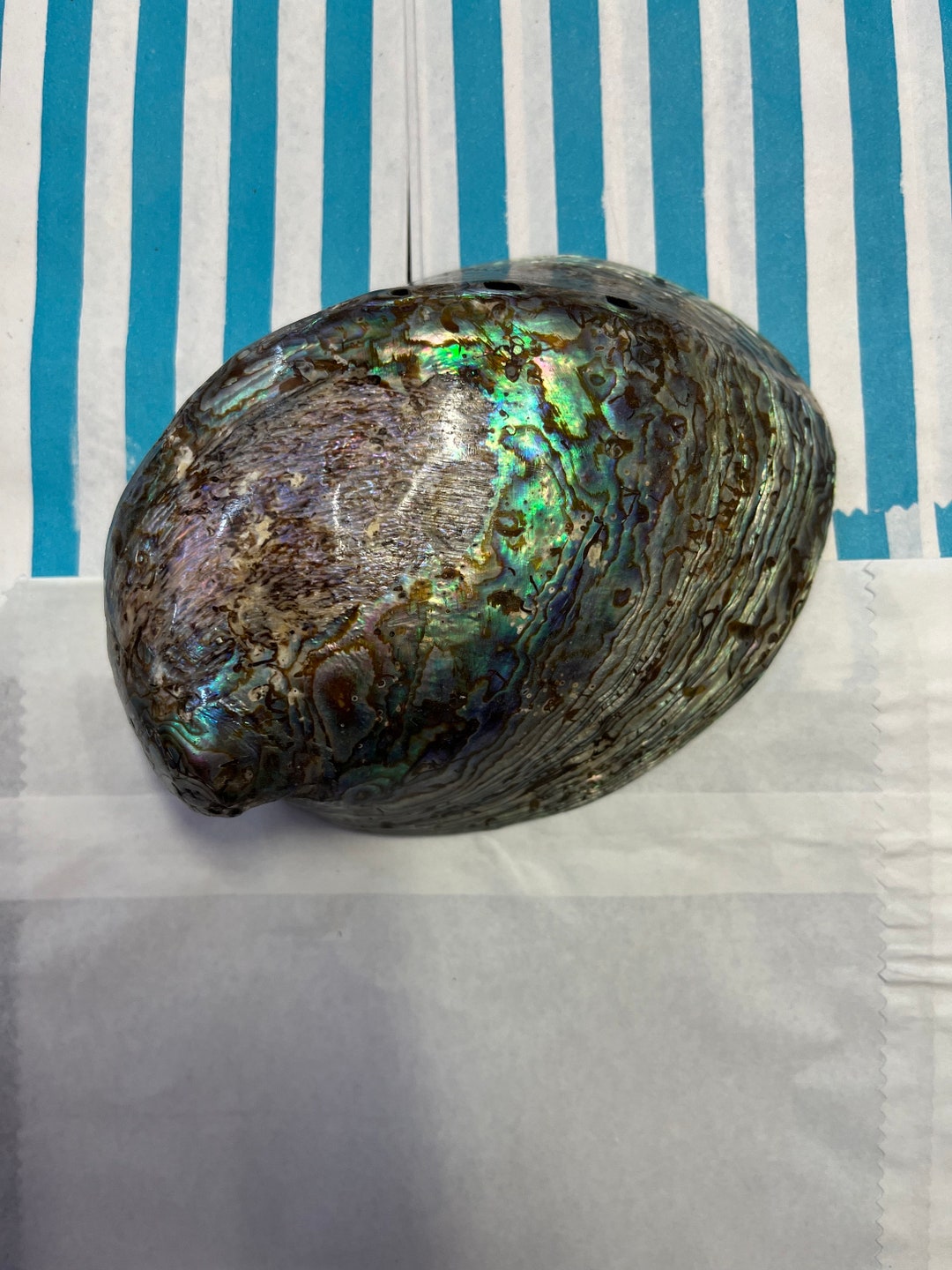 Abalone Paua Shell From New Zealand for Display or Smudging Rainbow ...