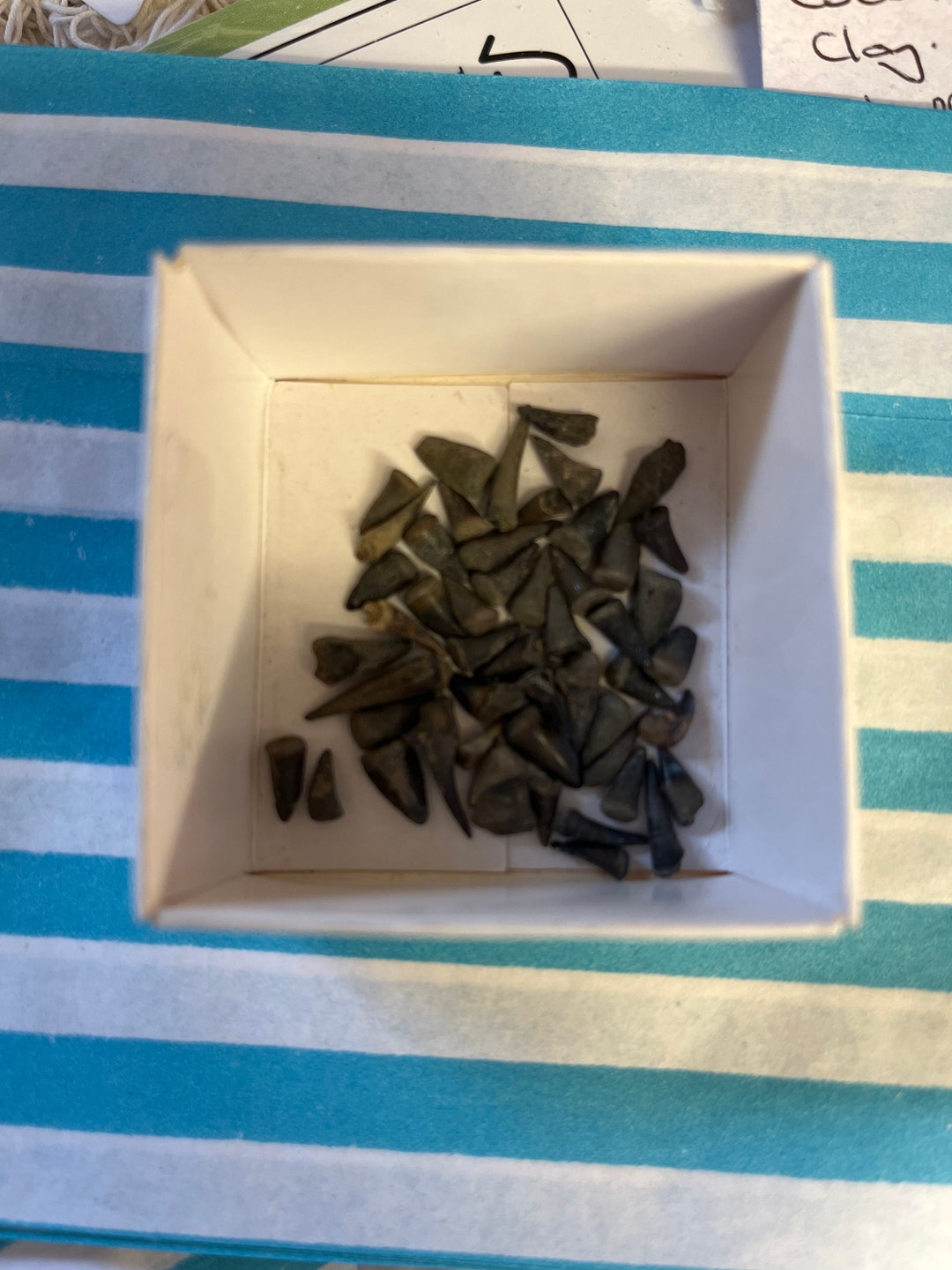 Barracuda Fish Fossil Tooth UK London Clay Isle of Sheppey Kent Eocene ...