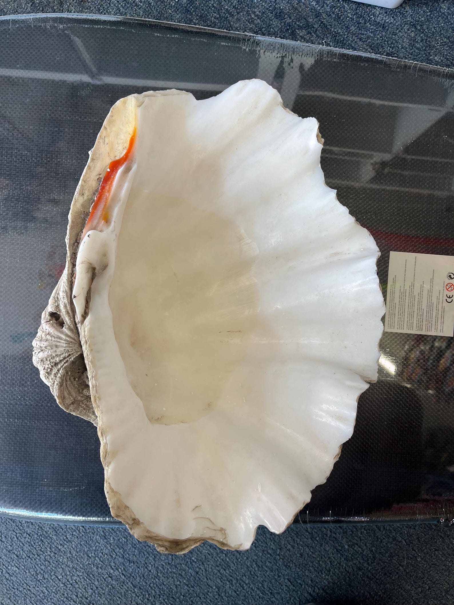 Giant Clam Shell Real Sea Shell Rare Strawberry Bear Claw Clam Horses ...