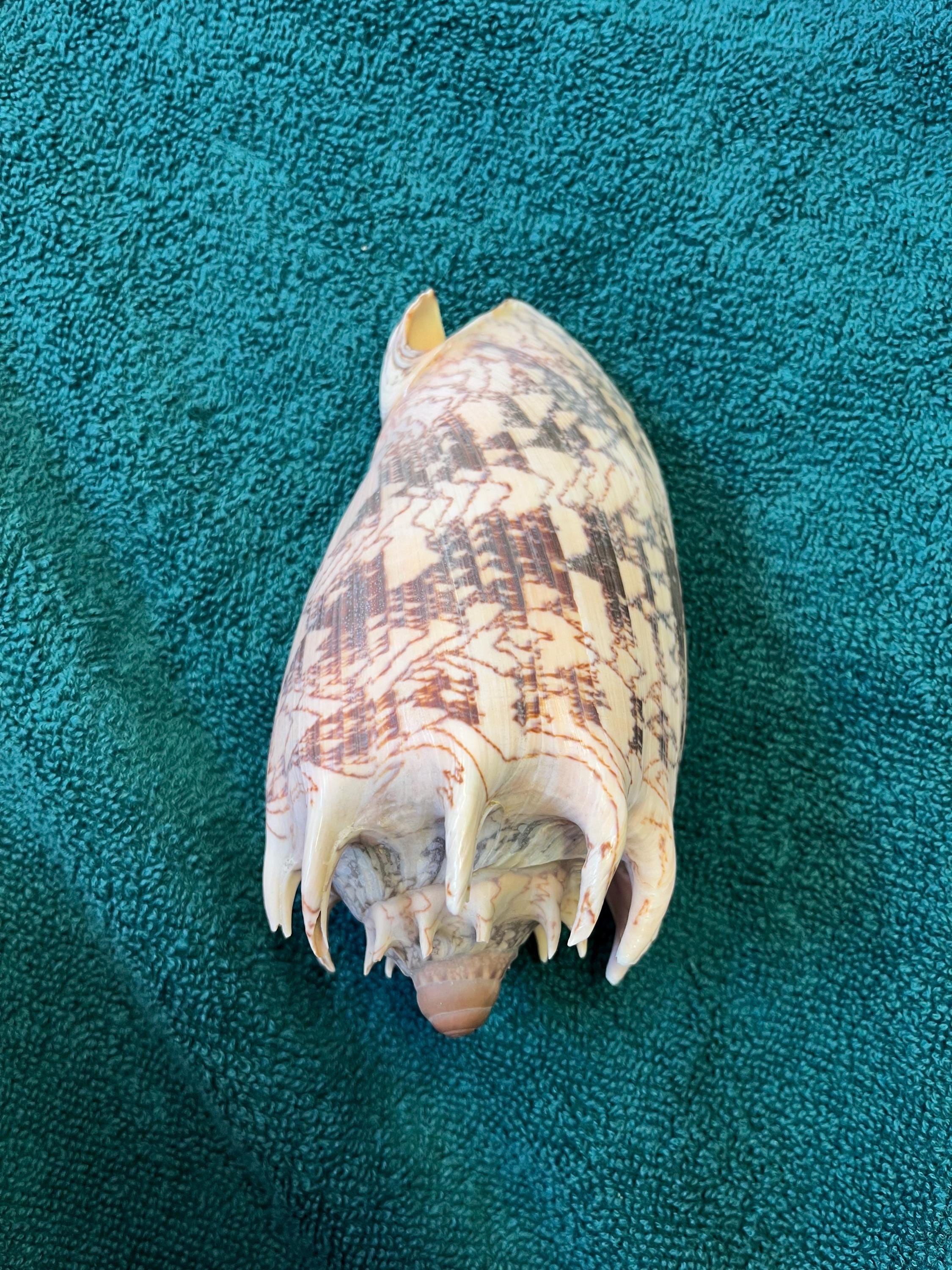 Imperial Volute Shell Cymbiola Imperialis Natural Sea Shell Pattern Sea ...