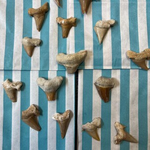 Fossil Shark Tooth Otodus Obliqques 3/4 Fossil Shark Tooth Makeral ...