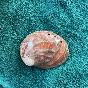 Pinto Abalone Shell Northern Ablalone Threaded Abalone Haliotis ...