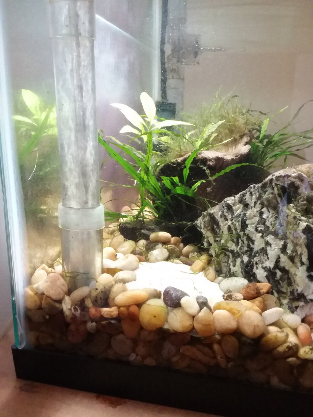 Snail Bed Aquatic Snail Substrate Aquatic Snail Habitat - Etsy