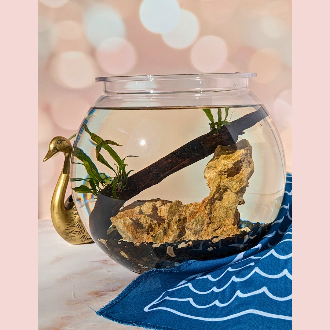 Nano Aquarium Kit; DIY Snail Tank; Aquatic Snail Habitat; Unusual House ...