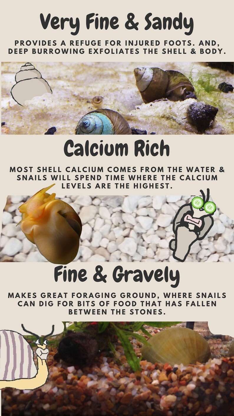 Snail Bed; Aquatic Snail Substrate; Aquatic Snail Habitat; Aquatic ...