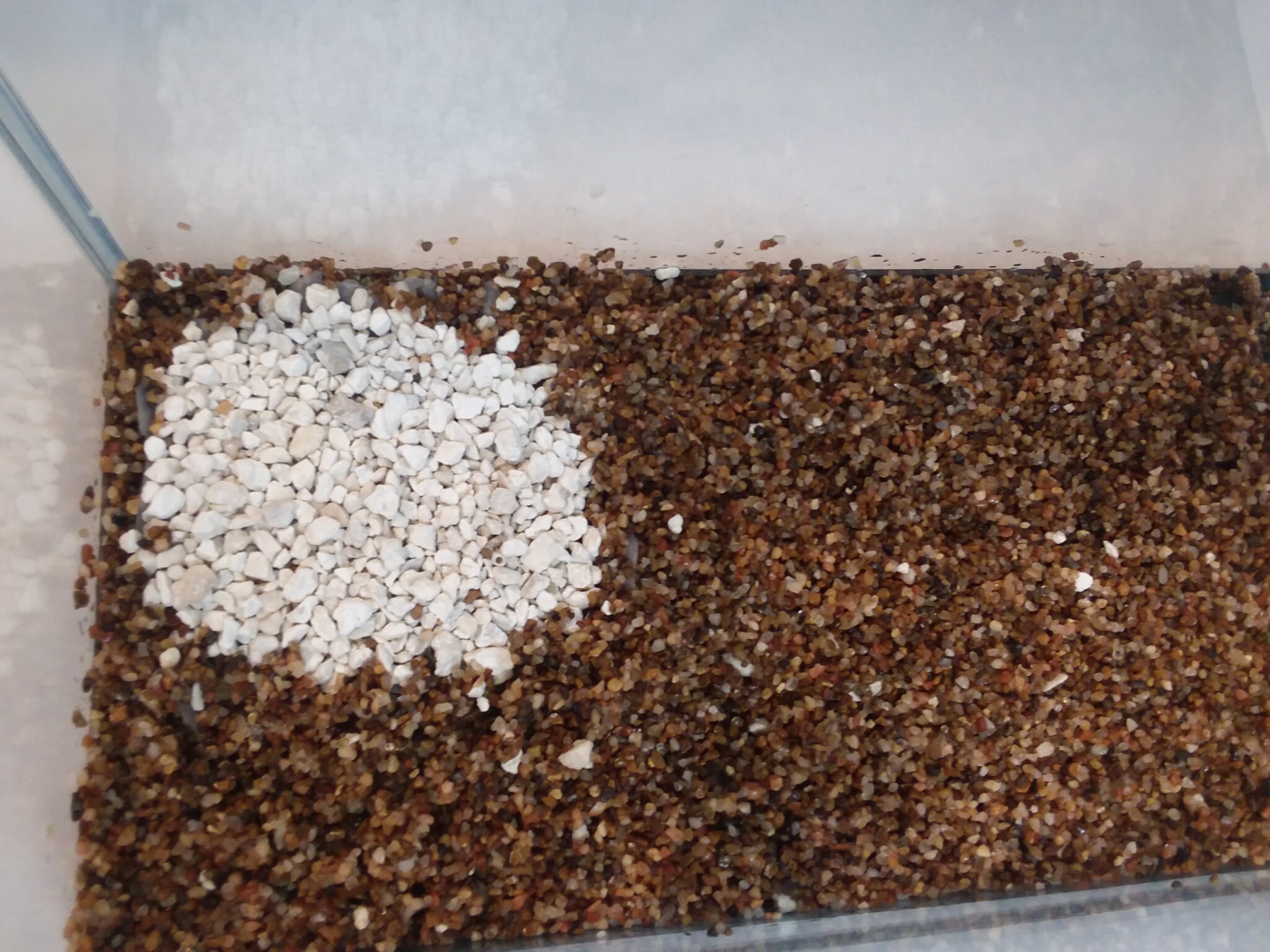 Snail Bed; Aquatic Snail Substrate; Aquatic Snail Habitat; Aquatic ...