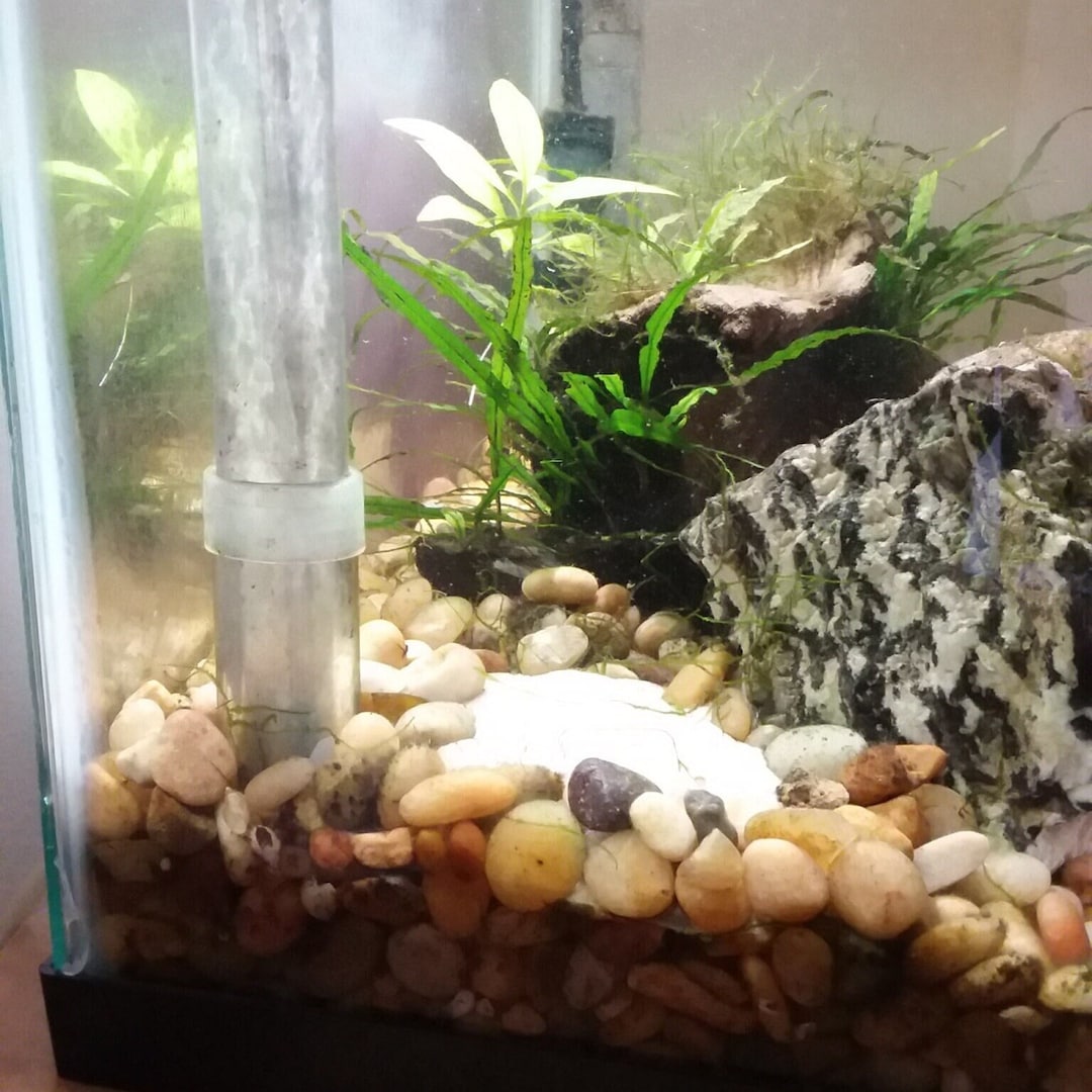 Snail Bed; Aquatic Snail Substrate; Aquatic Snail Habitat; Aquatic ...